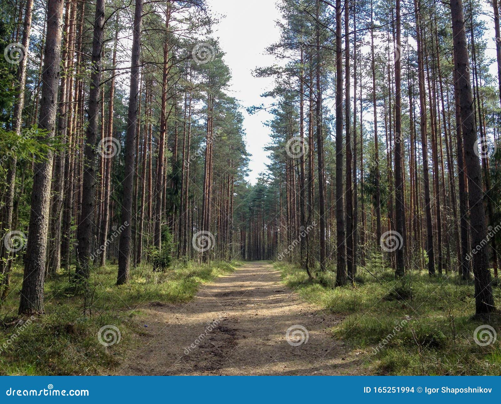 Summer Forest Pathway Shot at Summer Day Stock Photo - Image of outdoor ...