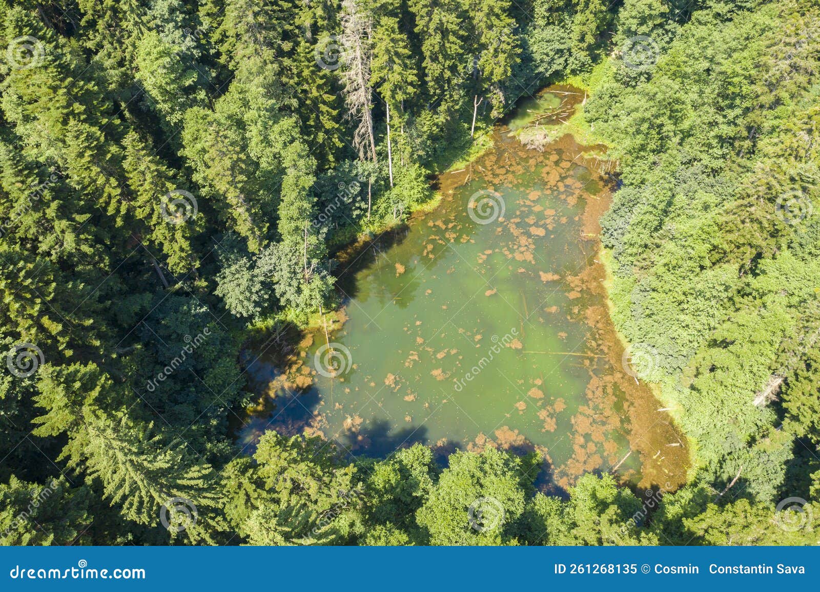 Summer Forest Pond from Above Stock Image - Image of flora, outdoor ...