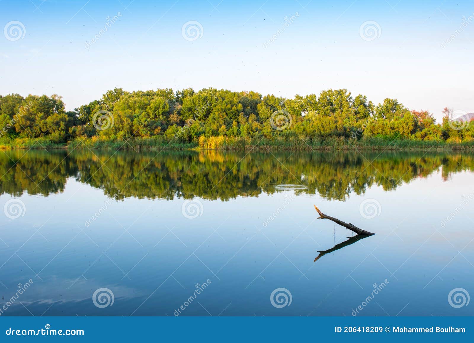 Summer Forest River Reflection Landscape. Forest River Reflection View ...