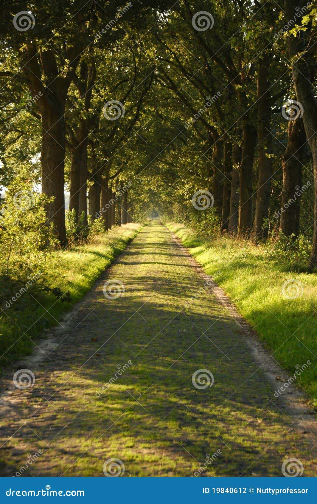 Summer Forest Road stock photo. Image of leaf, branches - 19840612
