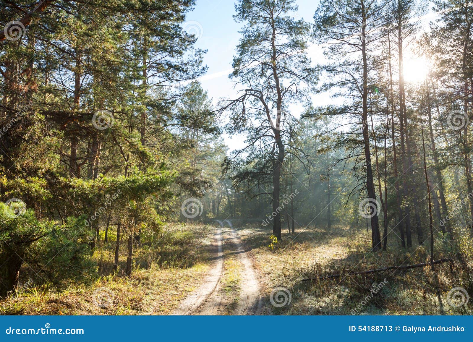 Summer forest stock image. Image of grass, wood, outdoor - 54188713