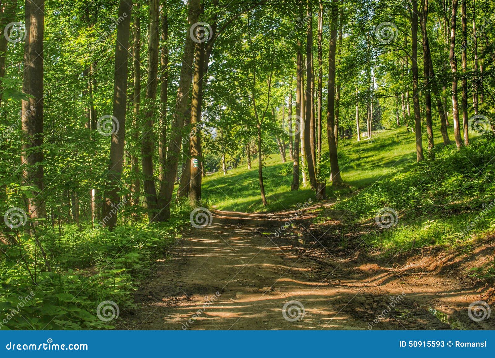 Summer forest road stock image. Image of path, awaken - 50915593