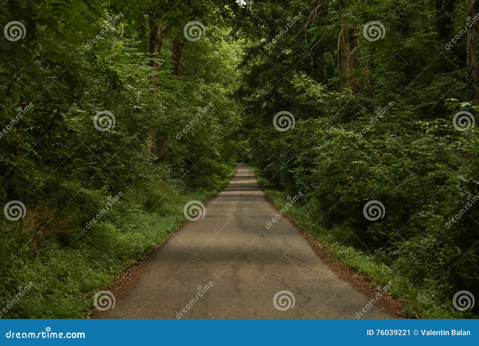 Summer forest road stock image. Image of dreamy, autumn - 76039221