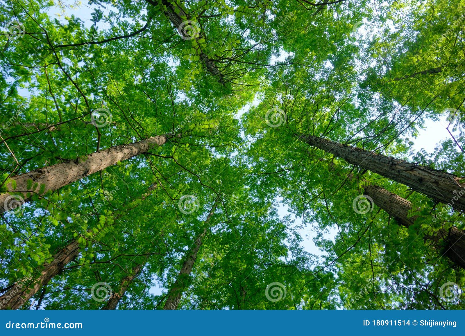 Summer forest stock photo. Image of tree, nature, bole - 180911514