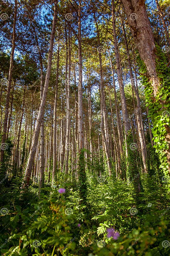 Summer forest stock photo. Image of land, sunny, river - 74875758