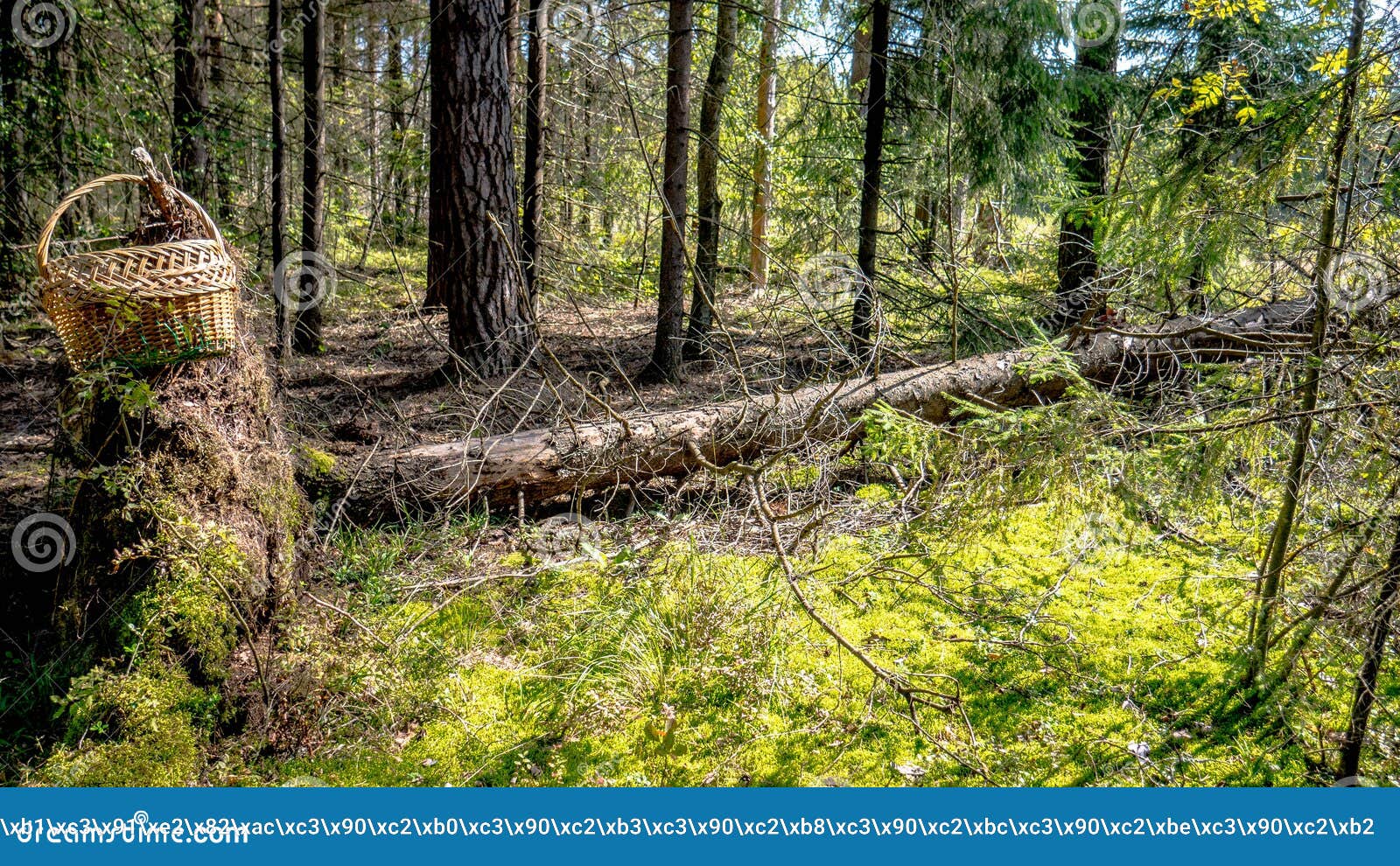 Summer Forest in the Suburbs General Plan Color Stock Image - Image of ...