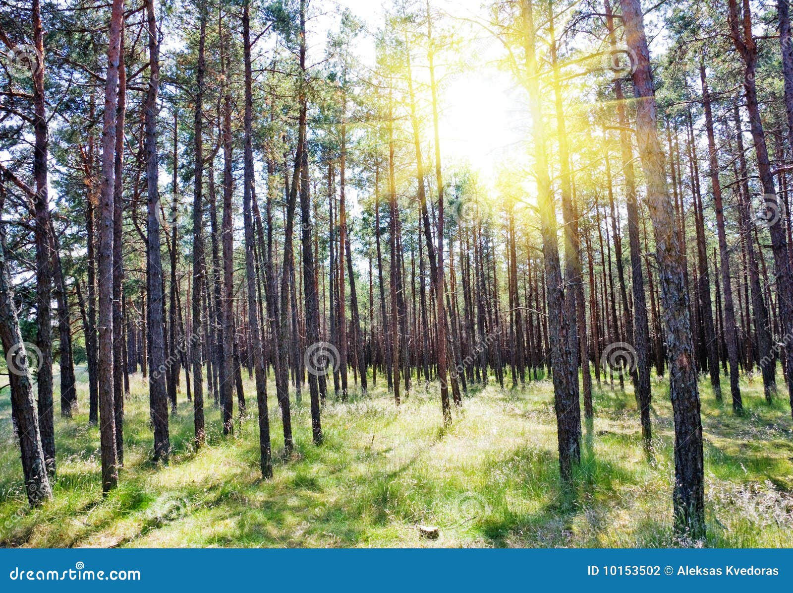 Summer forest, sun stock photo. Image of leafy, grass - 10153502