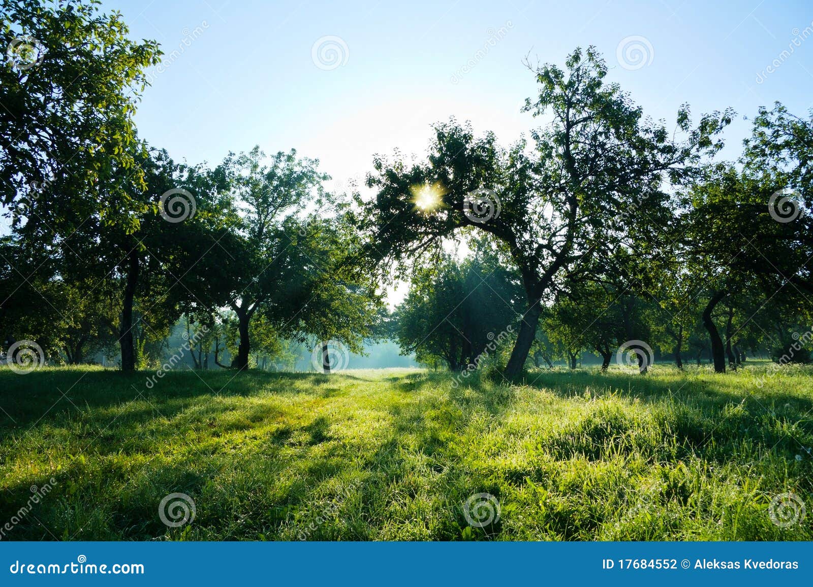 Summer forest, sun stock photo. Image of july, season - 17684552