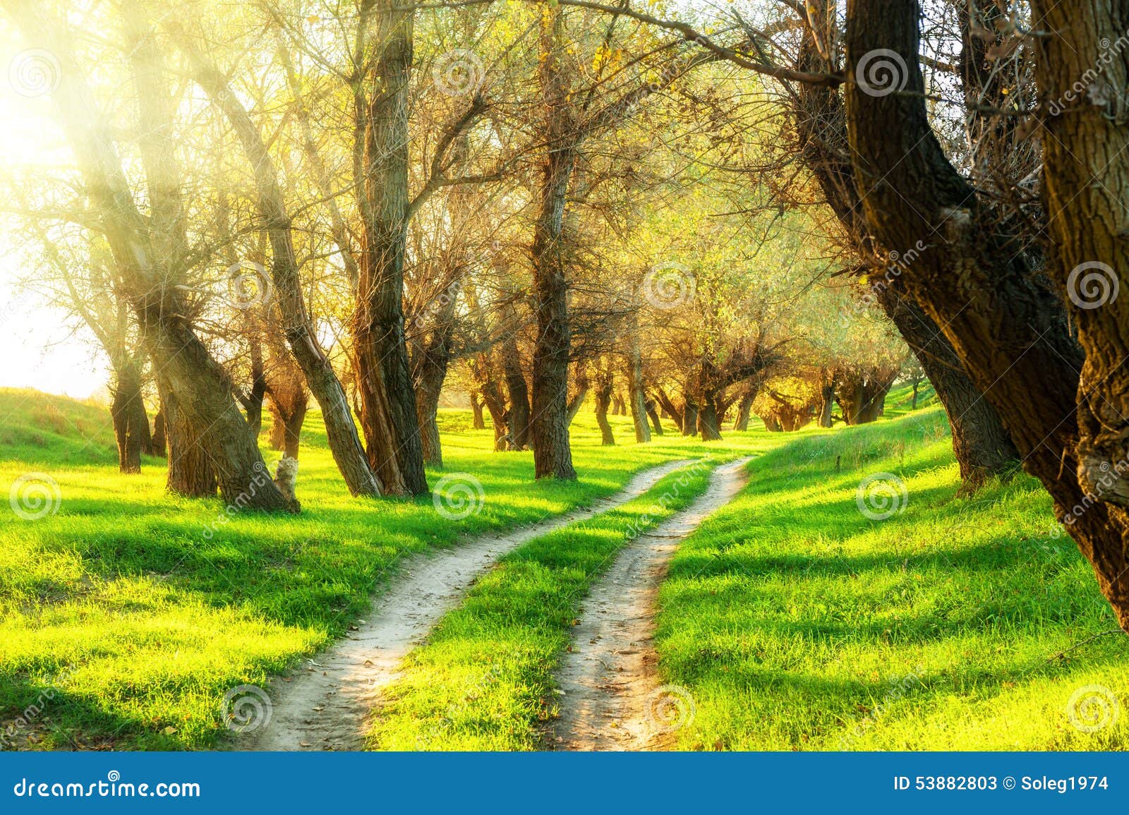 Summer Forest with Sun and Ground Road Stock Image - Image of nature ...