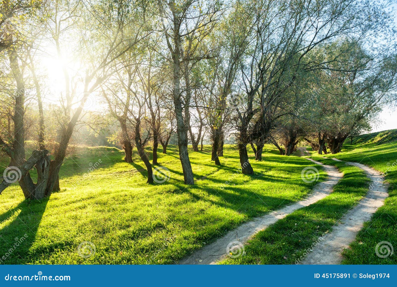 Summer Forest with Sun and Ground Road Stock Image - Image of bend ...