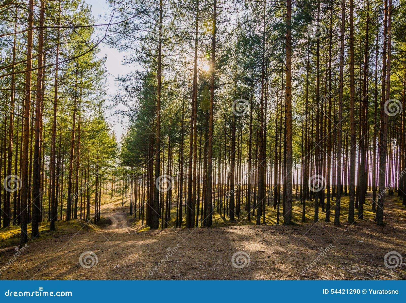 Summer Forest stock photo. Image of sunset, forest, nature - 54421290