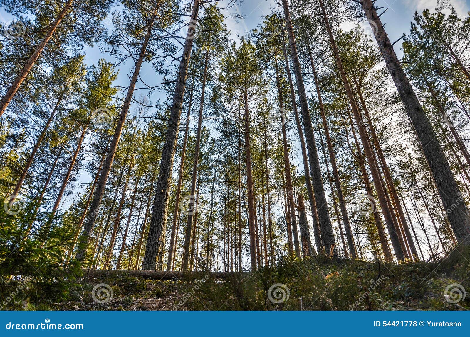 Summer Forest stock photo. Image of sunlight, pine, sunbeam - 54421778