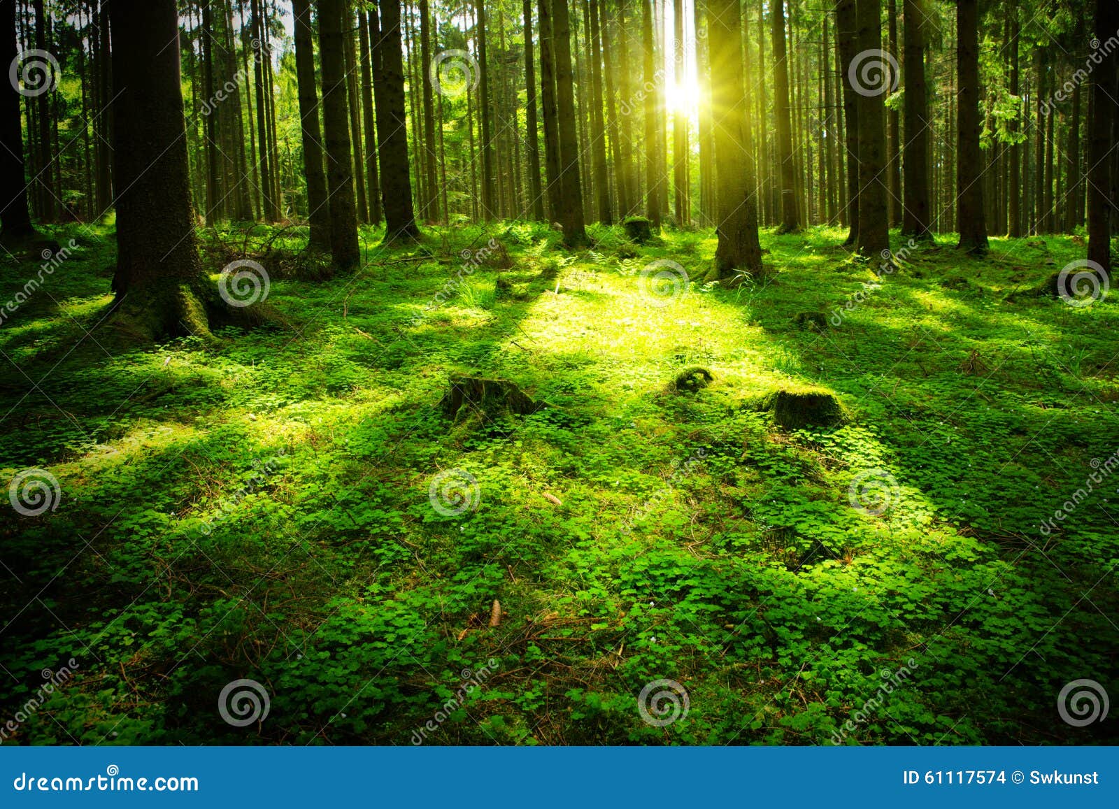 Summer Forest with Sun and Shadow Stock Photo - Image of moss, morning ...