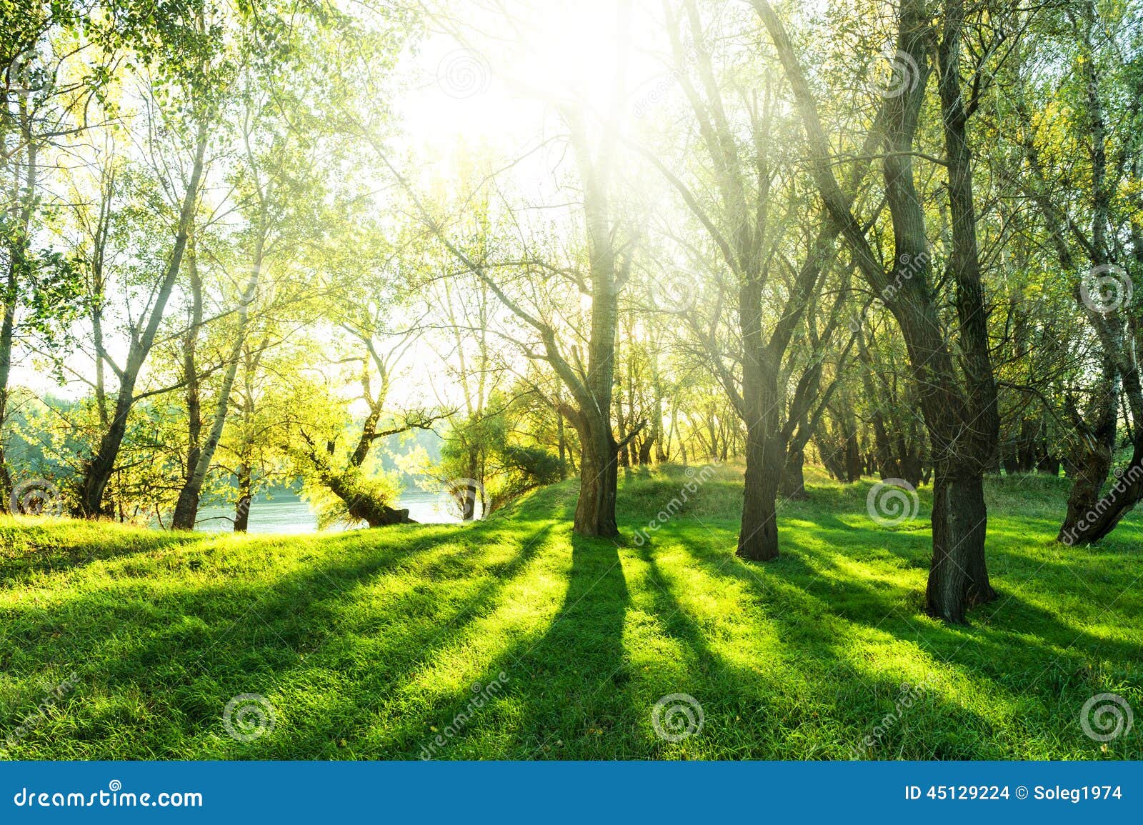 Summer Forest with Sun and Shadow Stock Photo - Image of bright, nature ...