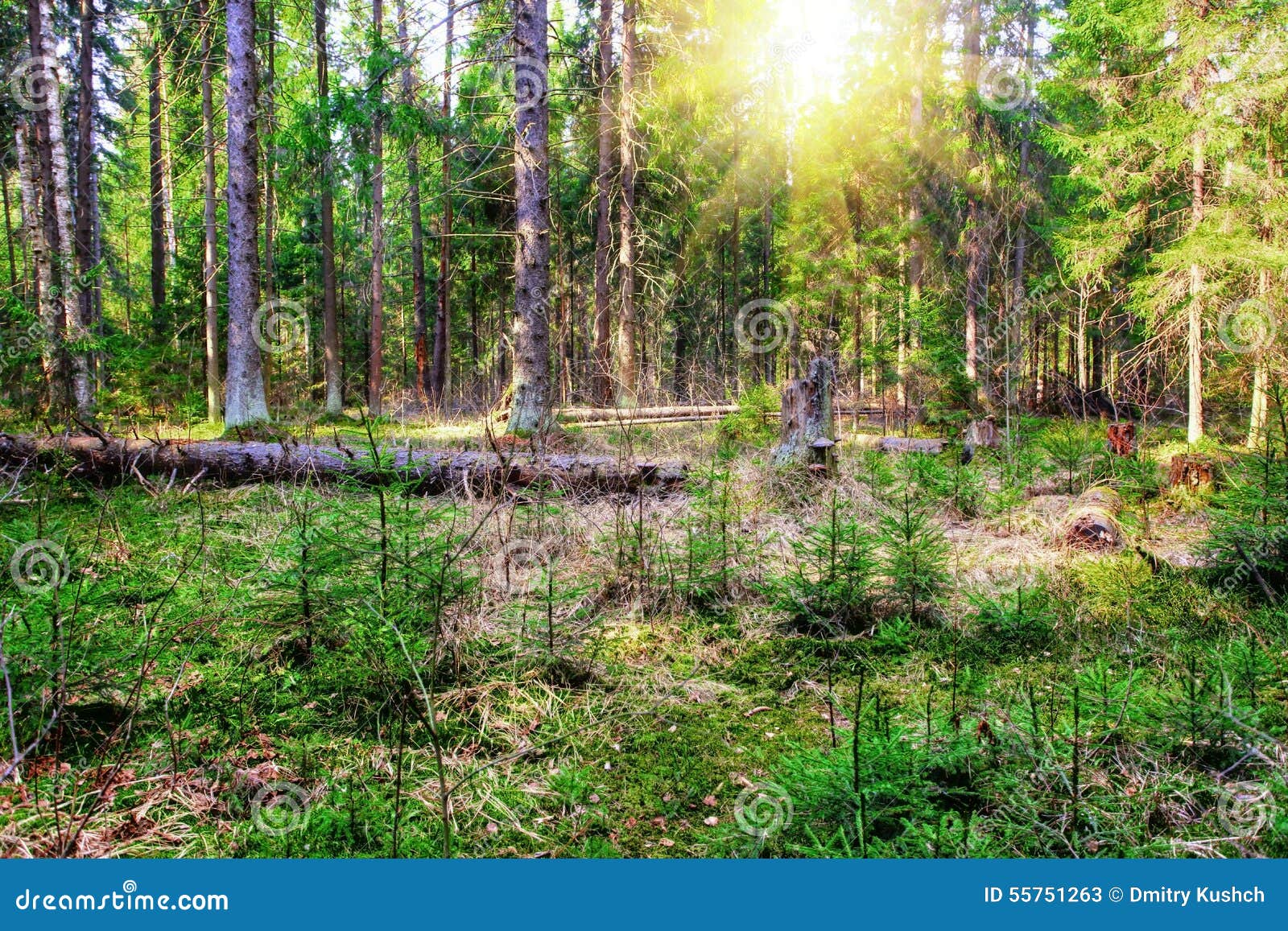 Summer forest stock image. Image of garden, closeup, plant - 55751263