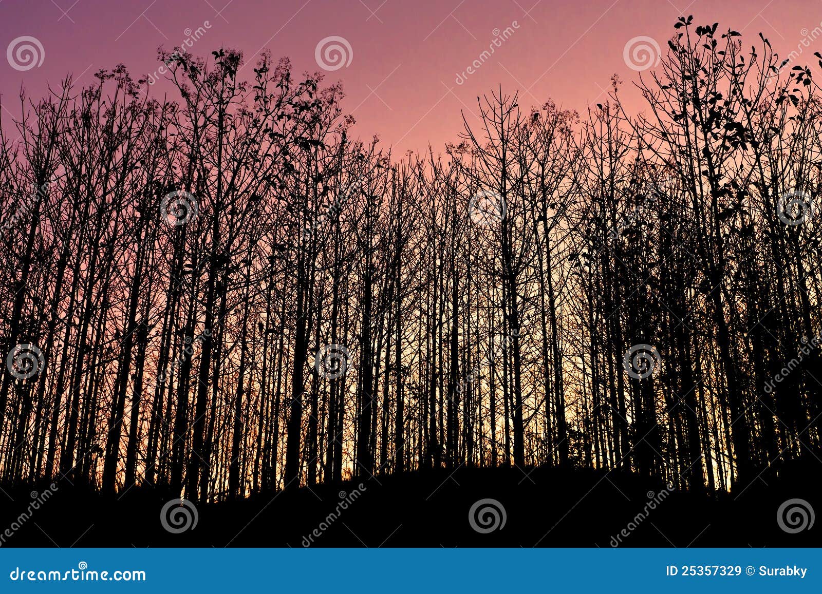 Summer forest at sunset stock image. Image of beautiful - 25357329