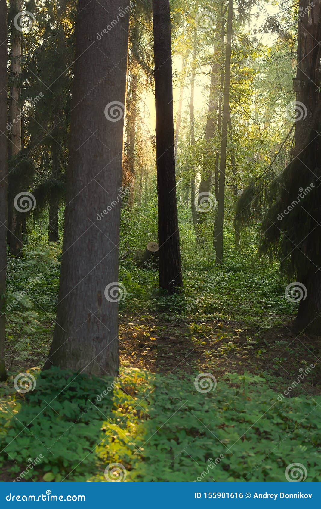 Summer forest at sunset stock photo. Image of morning - 155901616
