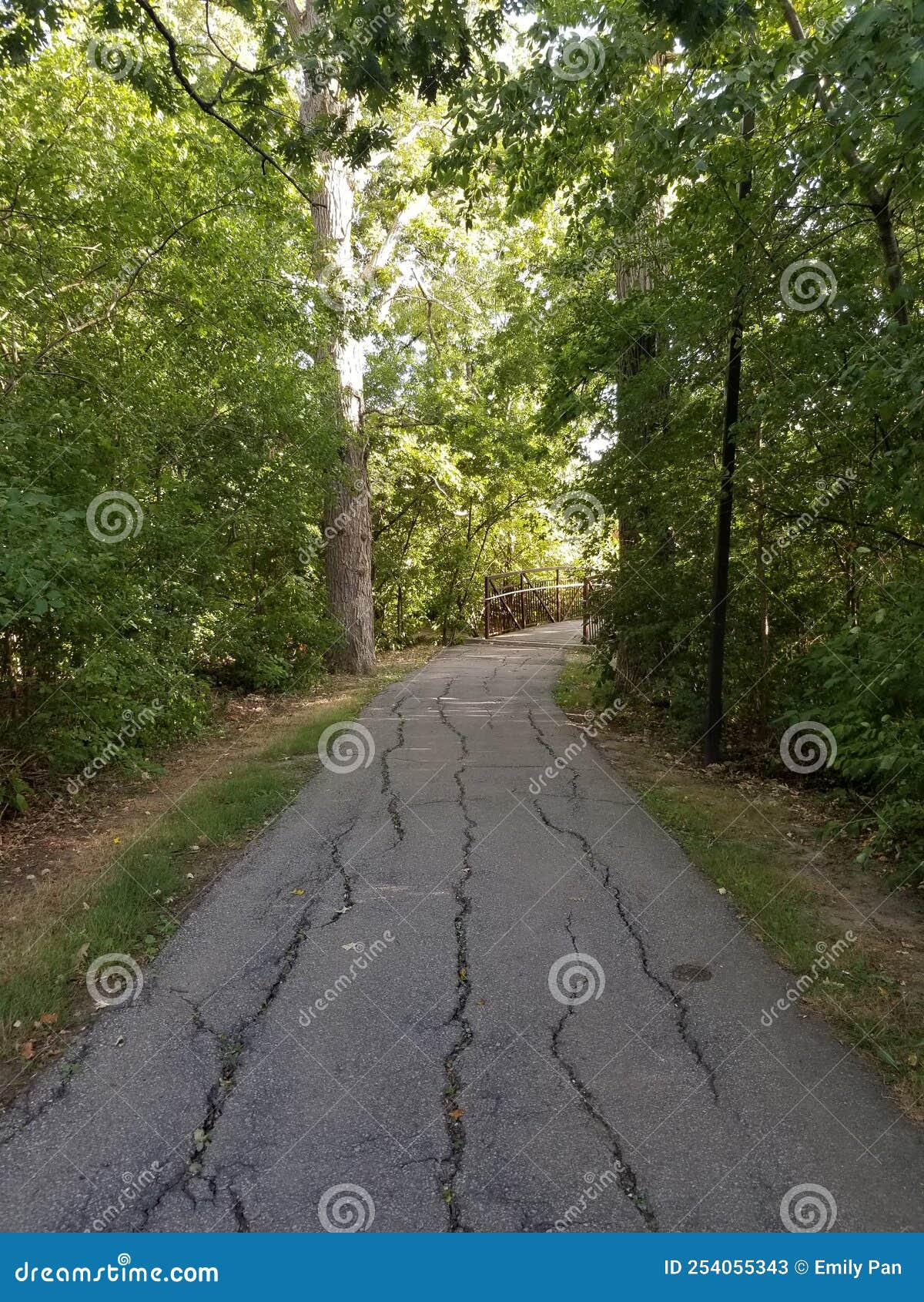 Summer Forest Trails stock image. Image of forest, soil - 254055343