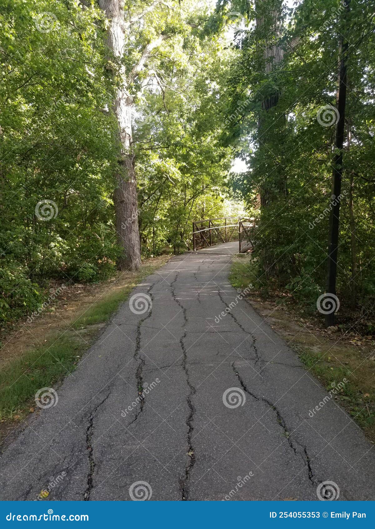 Summer Forest Trails stock image. Image of summer, grass - 254055353