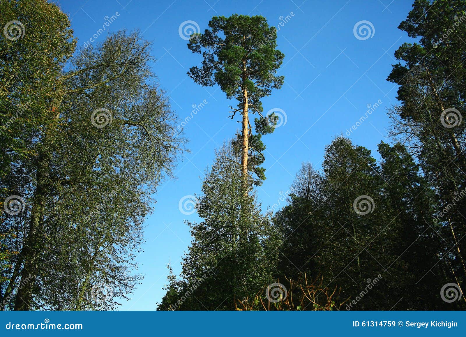 Summer forest trees stock image. Image of pattern, pine - 61314759