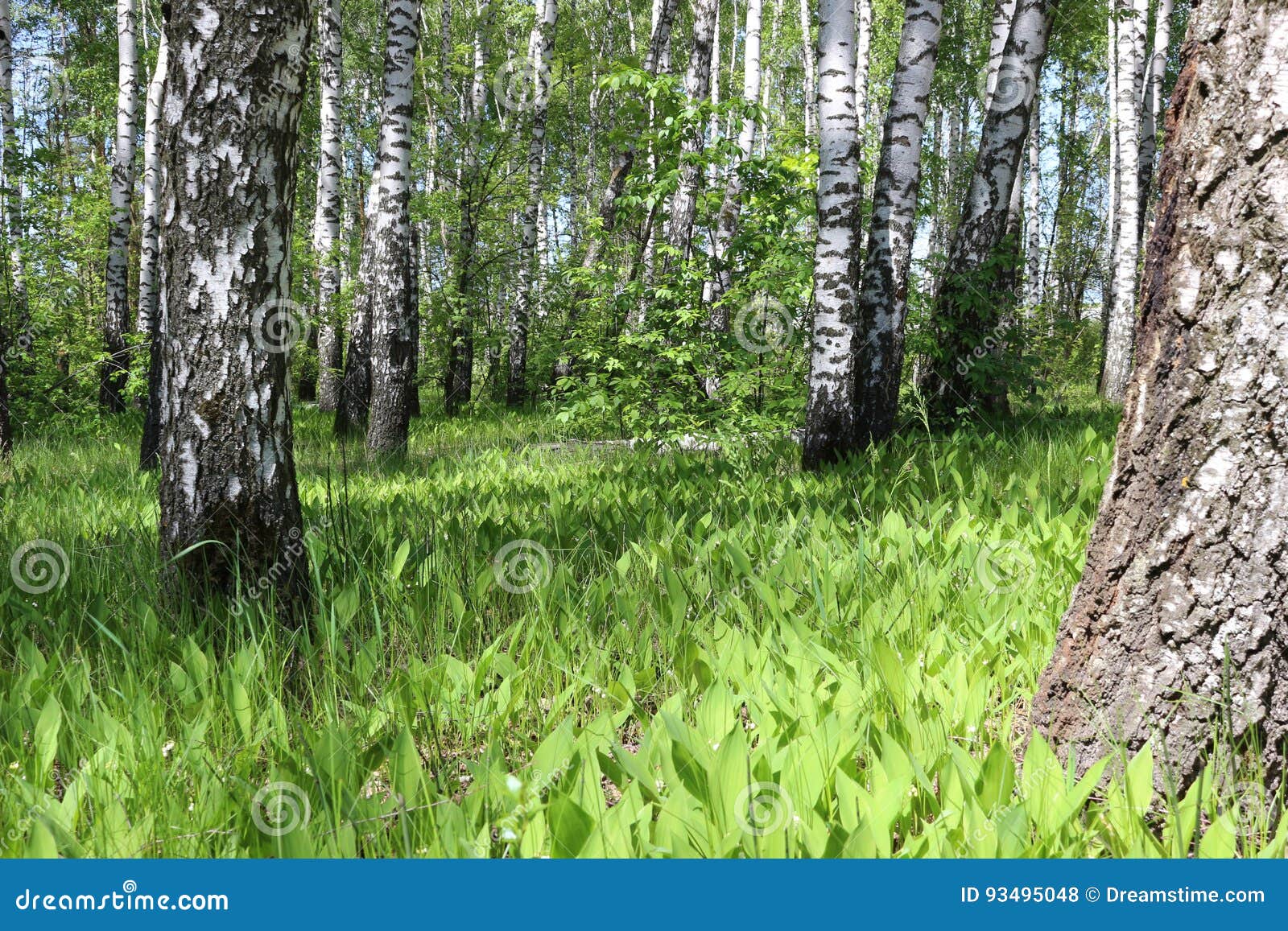 Summer forest stock photo. Image of grass, tree, leaf - 93495048