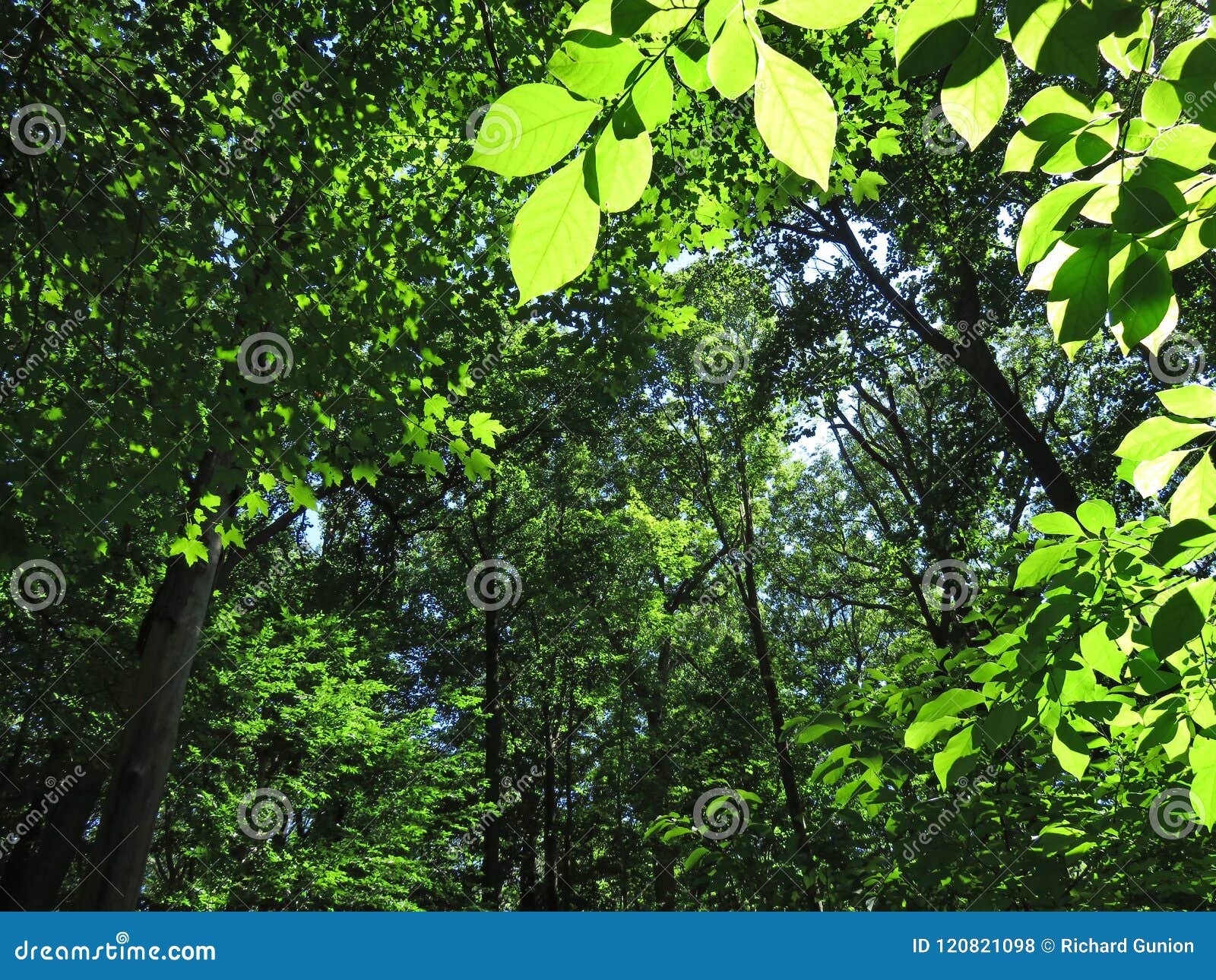 Summer Forest in Washington DC Stock Photo - Image of july, green ...