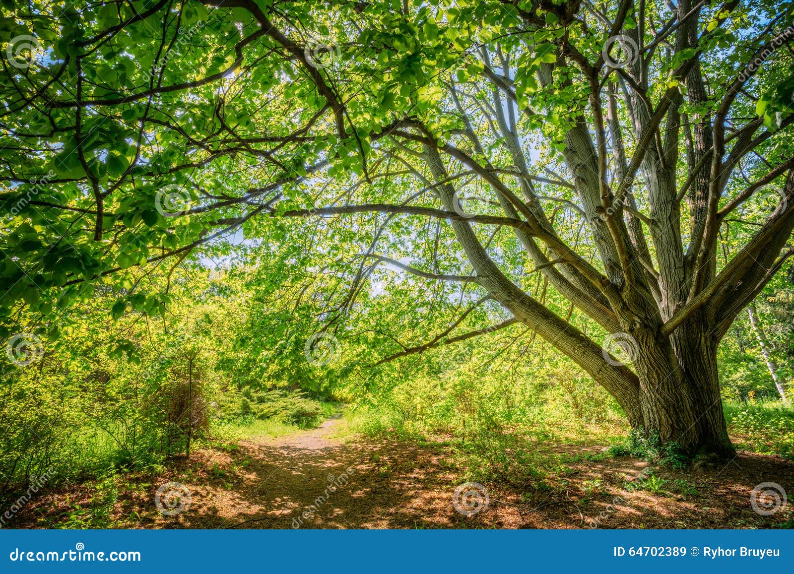 Pathway Nature Texture Background Royalty-Free Stock Image ...