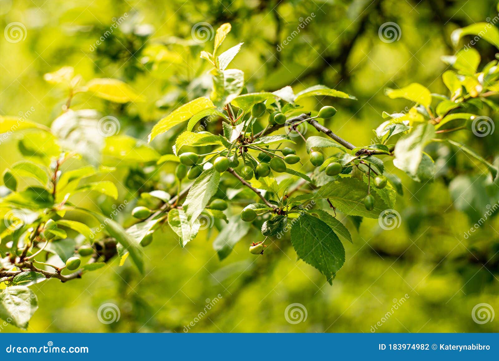 Summer Forest with Young Berries Stock Photo - Image of backgrounds ...