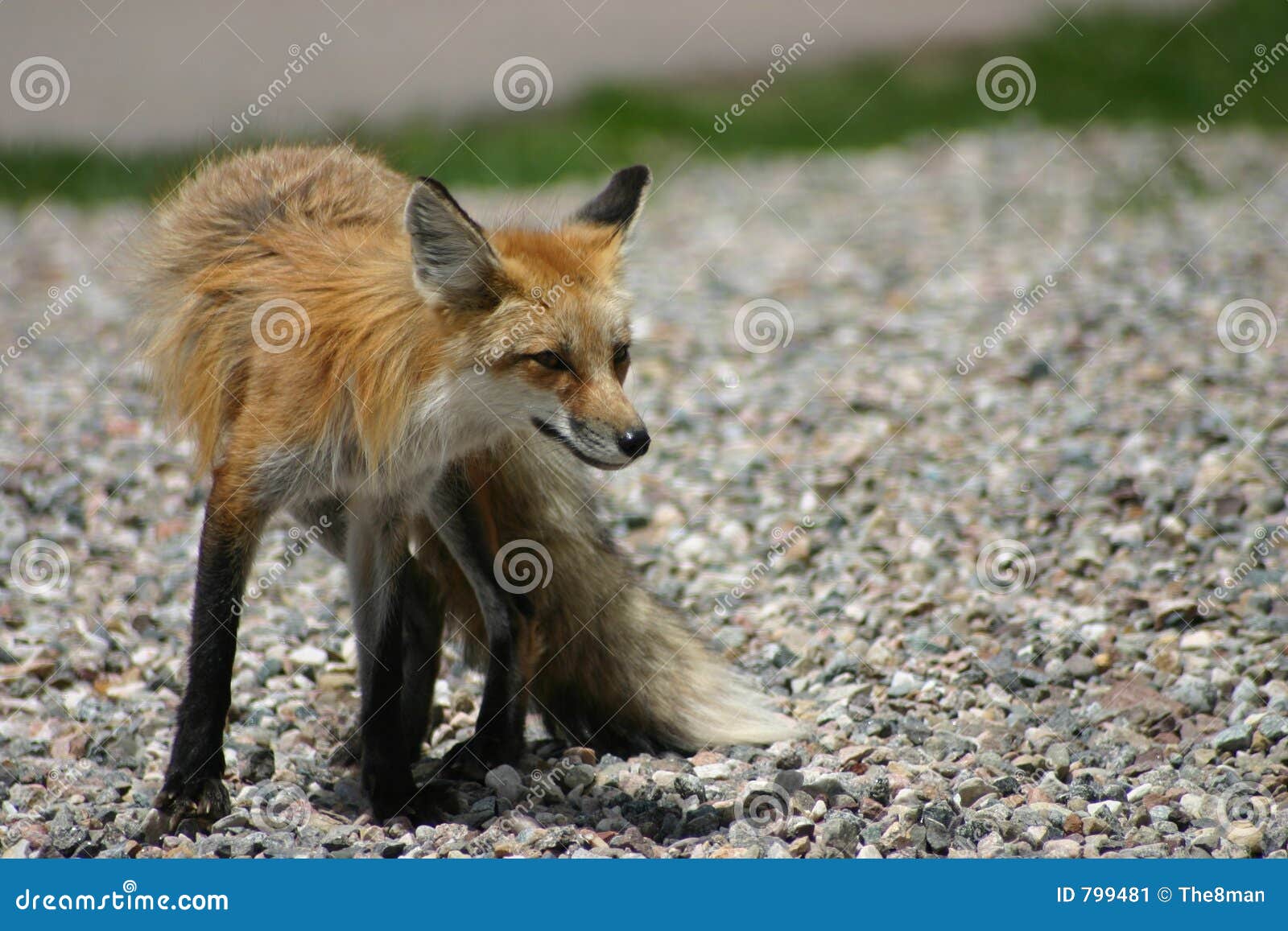 Summer Fox stock image. Image of gravel, mountain, mountains - 799481