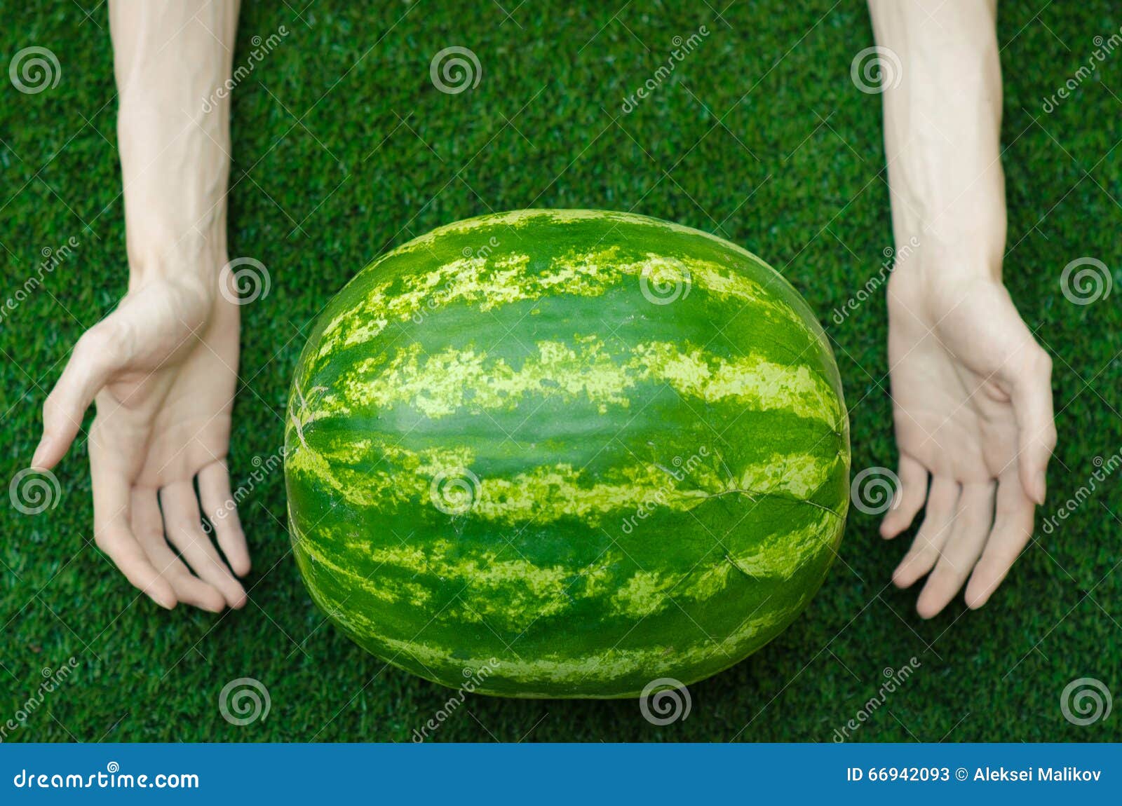Summer and Fresh Watermelon Topic: Human Hand Touching a Watermelon on ...