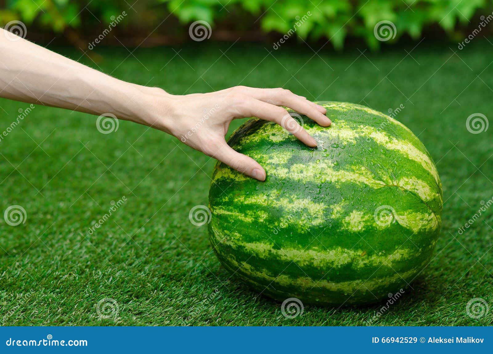 Summer and Fresh Watermelon Topic: Human Hand Touching a Watermelon on ...