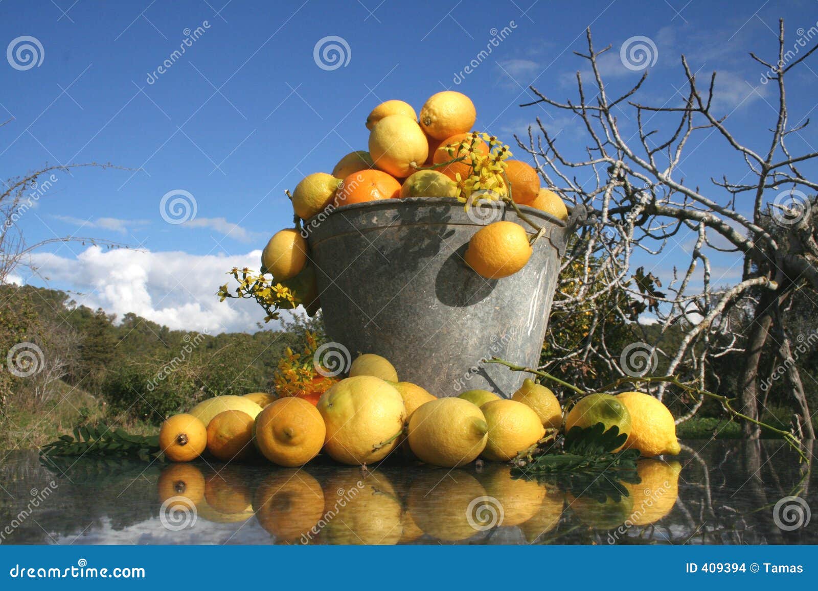Summer fruit bucket stock photo. Image of style, country - 409394