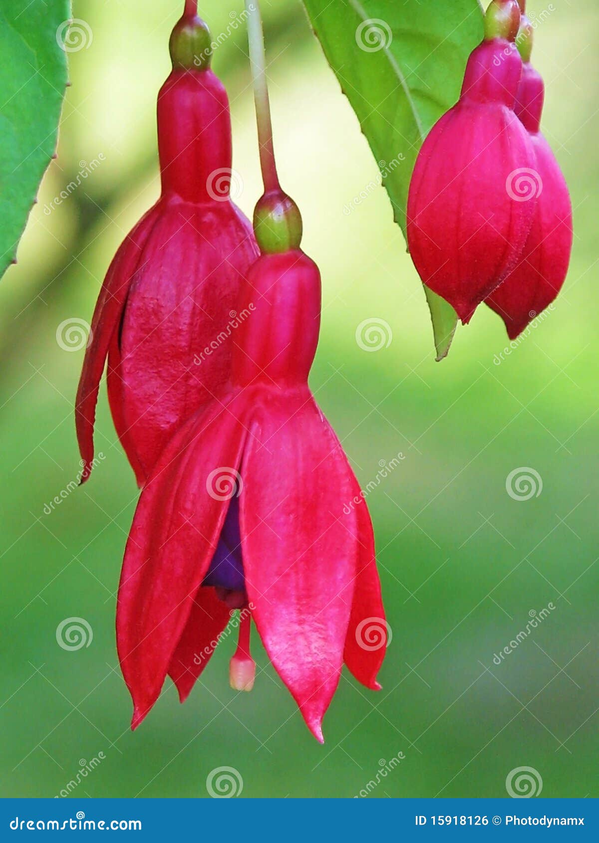Summer Fuchsia Flower Blooms and Buds Stock Photo - Image of fuchsias ...