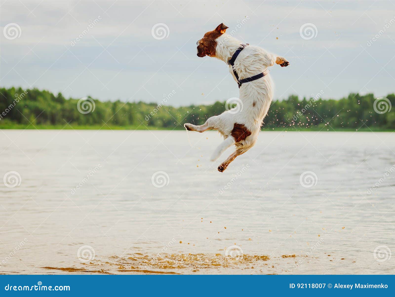 Summer Fun at Beach with Dog Jumping High in Water Stock Image - Image ...