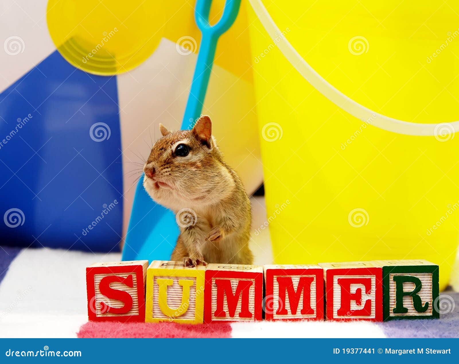 Summer fun chipmunk stock image. Image of chipmunk, small - 19377441