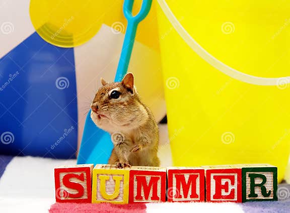 Summer fun chipmunk stock image. Image of chipmunk, small - 19377441