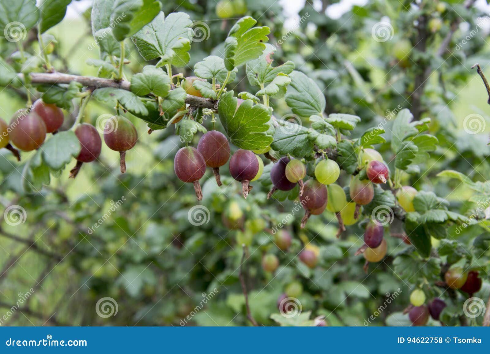 Summer in the Garden Grows a Bush of Agrus. Stock Photo - Image of ...