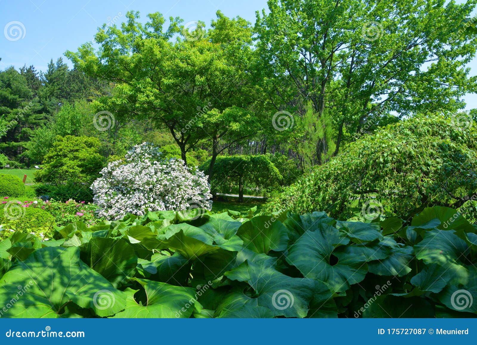 Summer Garden Landscape Montreal Stock Image - Image of natural ...