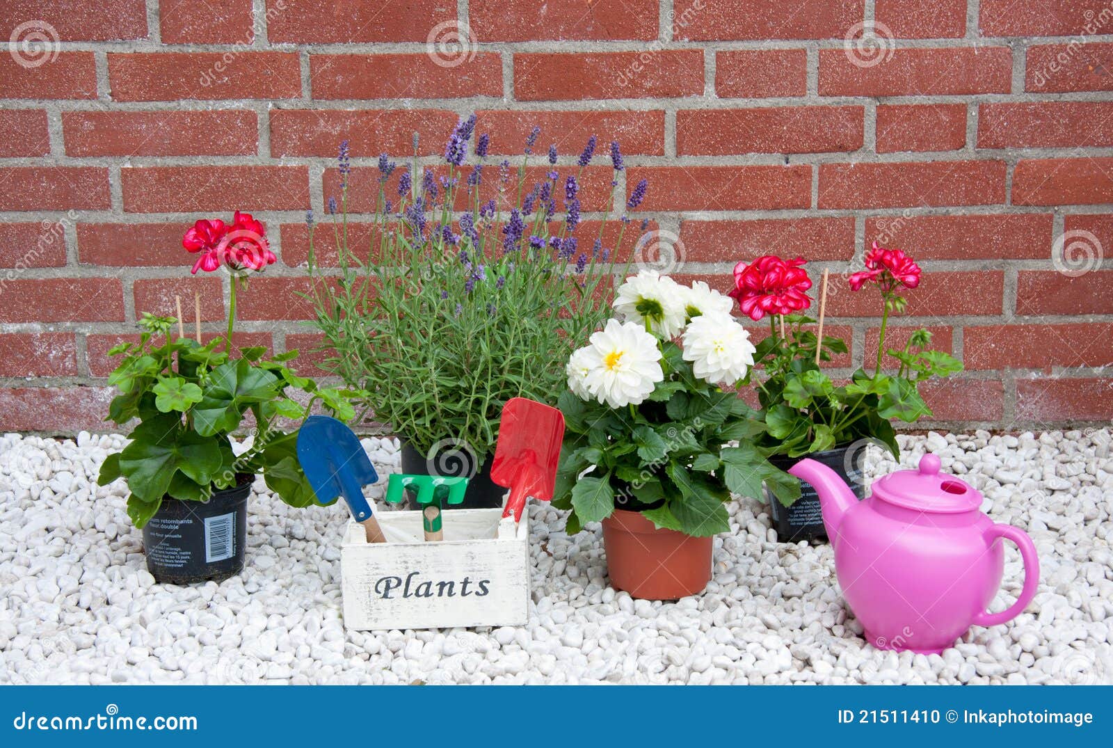 Summer Garden Plants and Flowers Stock Photo - Image of water ...