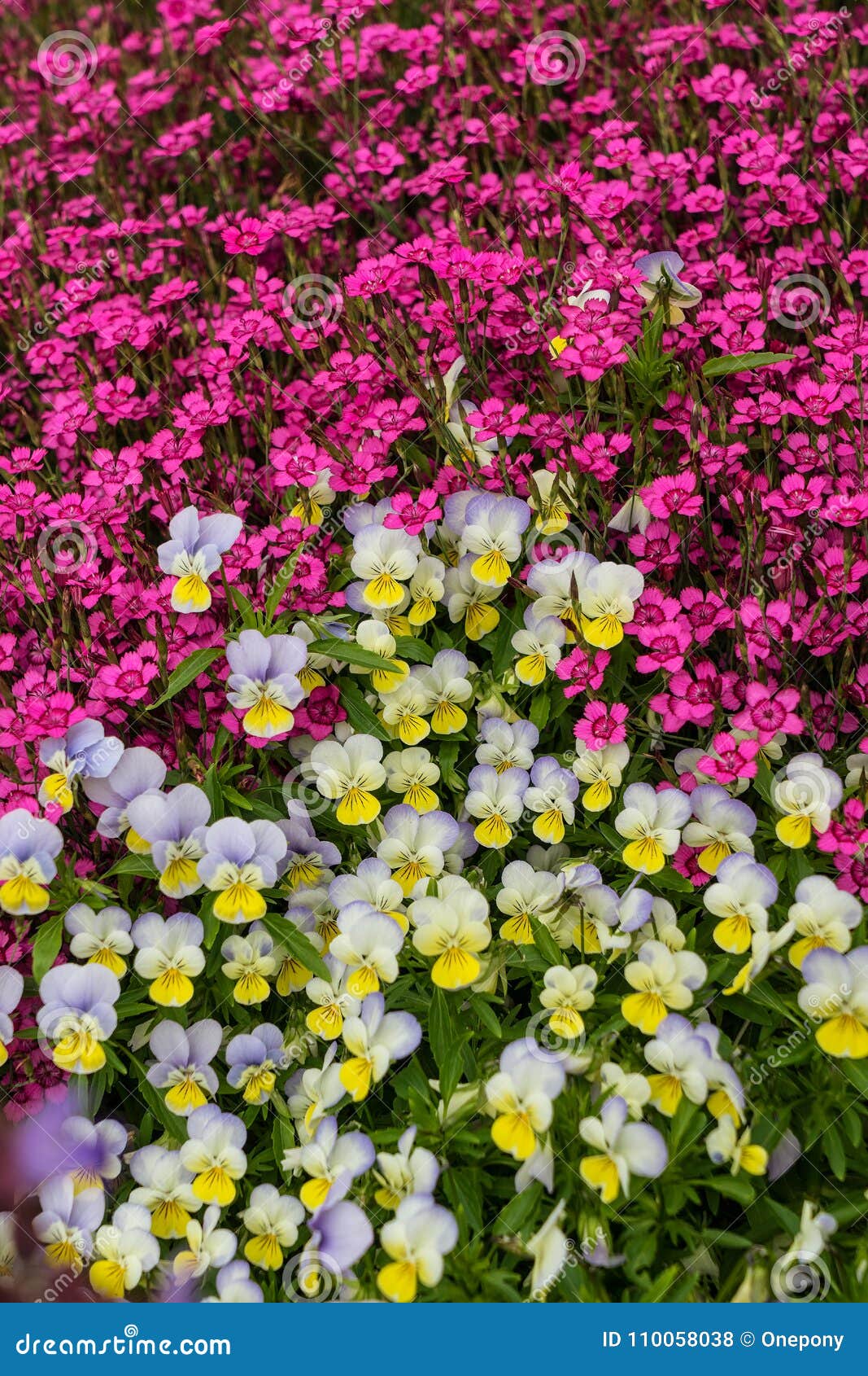 Summer Garden with Violets stock photo. Image of flowerbed - 110058038
