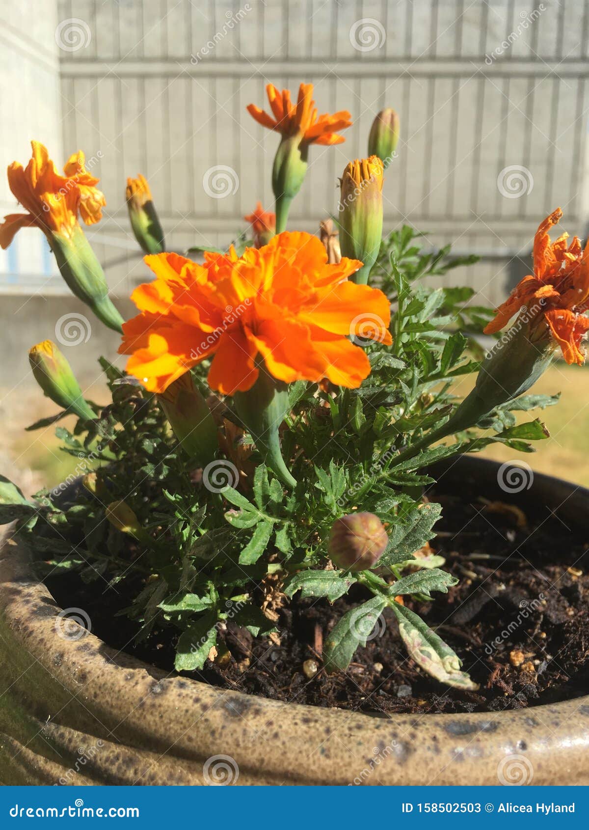 Summer Gold stock image. Image of sunnny, small, marigolds - 158502503