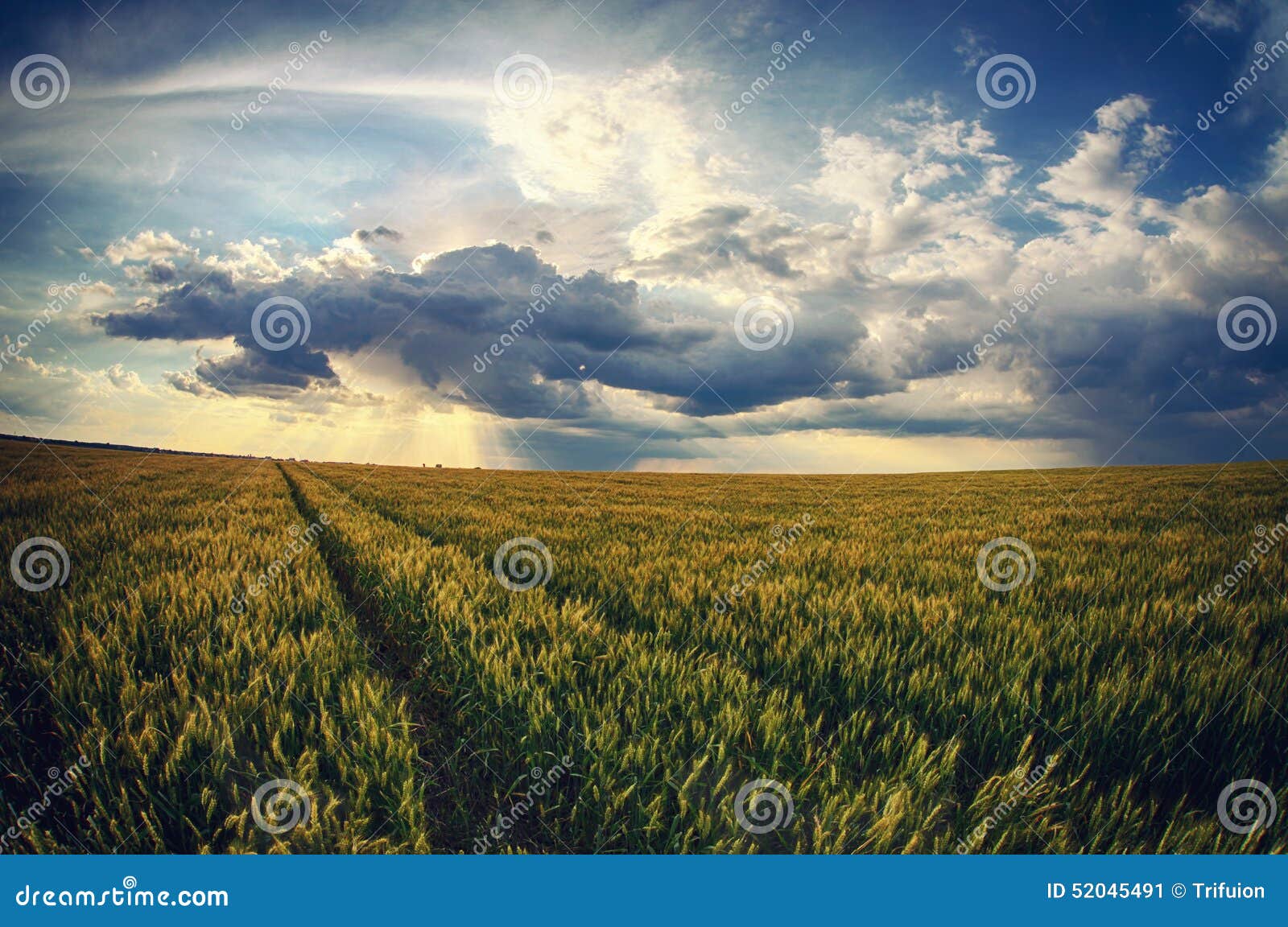 Summer Grain Field and Sun Rays Stock Image - Image of autumn, golden ...