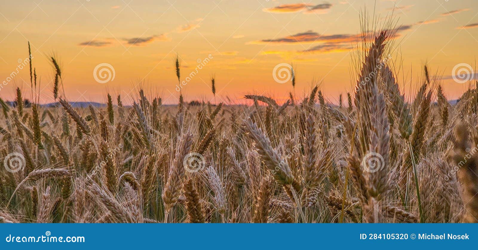 Summer Grain Field in Sunset Evening Color Stock Photo - Image of ...