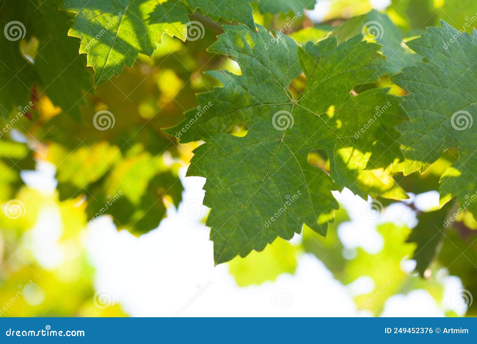 Summer Grape Leaves Green Background Stock Photo - Image of environment ...