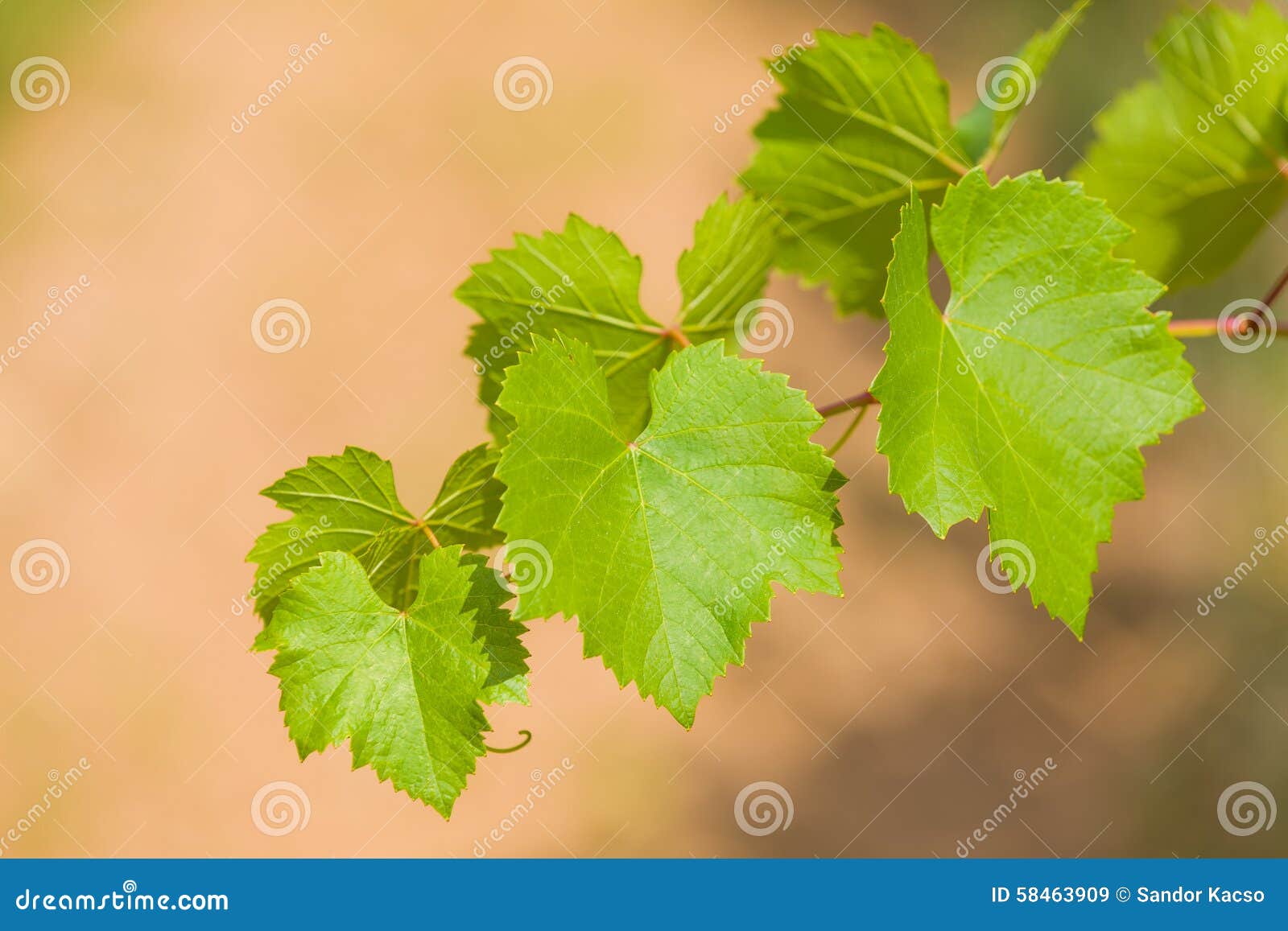 Summer grape vine stock image. Image of countryside, grapevine - 58463909
