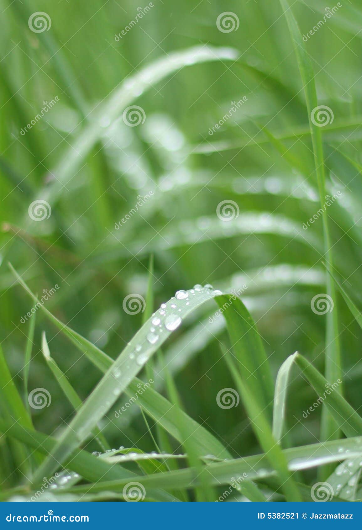 Summer grass stock image. Image of refreshed, clear, pink - 5382521