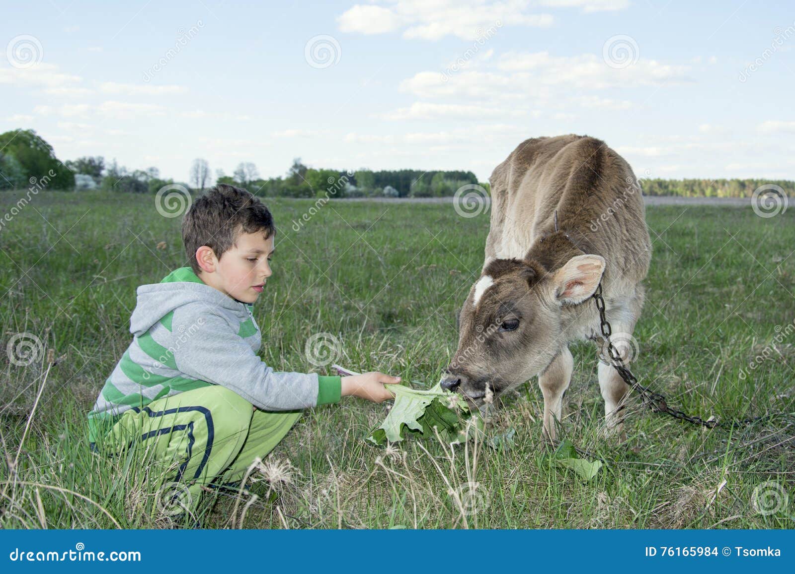 In the Summer on the Grass Boy Feeding Calf. Stock Photo - Image of ...