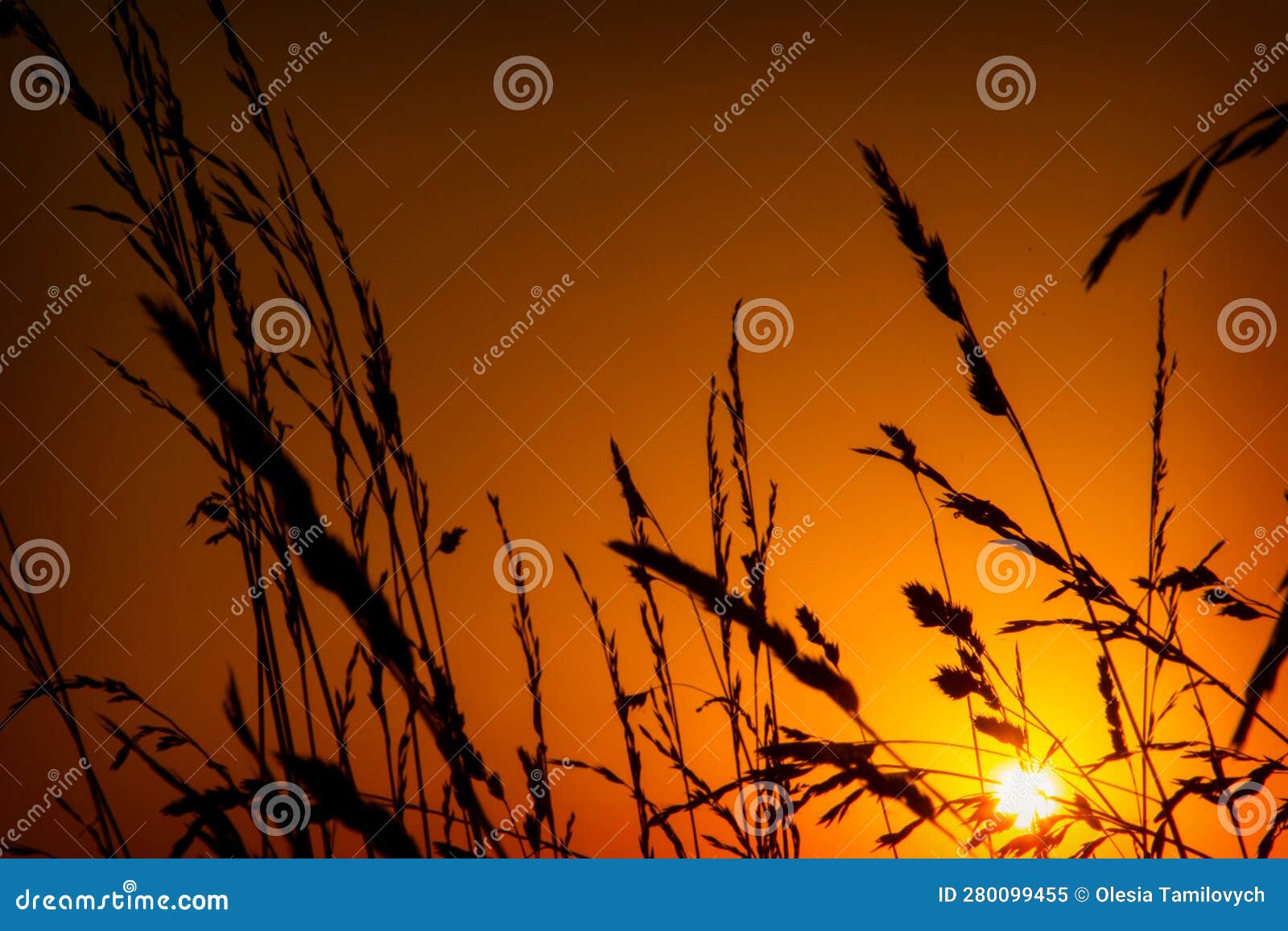 Summer on the Grass Field at Sunset Stock Image - Image of rural, stem ...