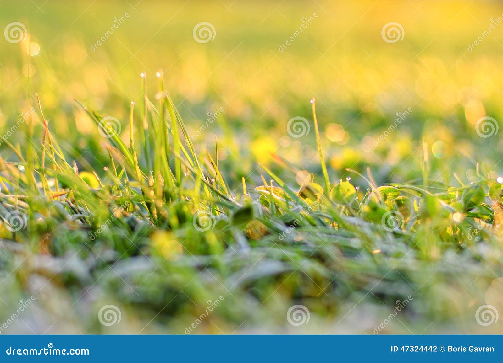 Summer grass stock photo. Image of desktop, garden, fresh - 47324442