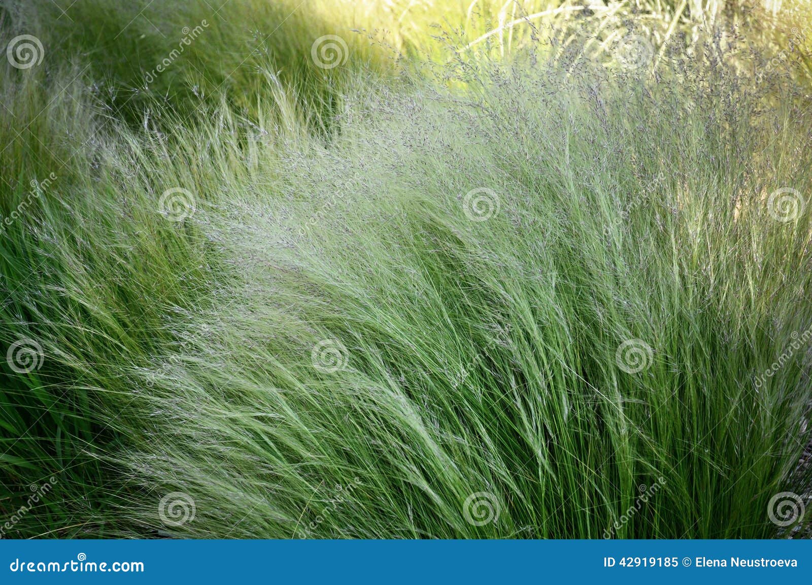 Summer grass stock image. Image of midsummer, field, green - 42919185